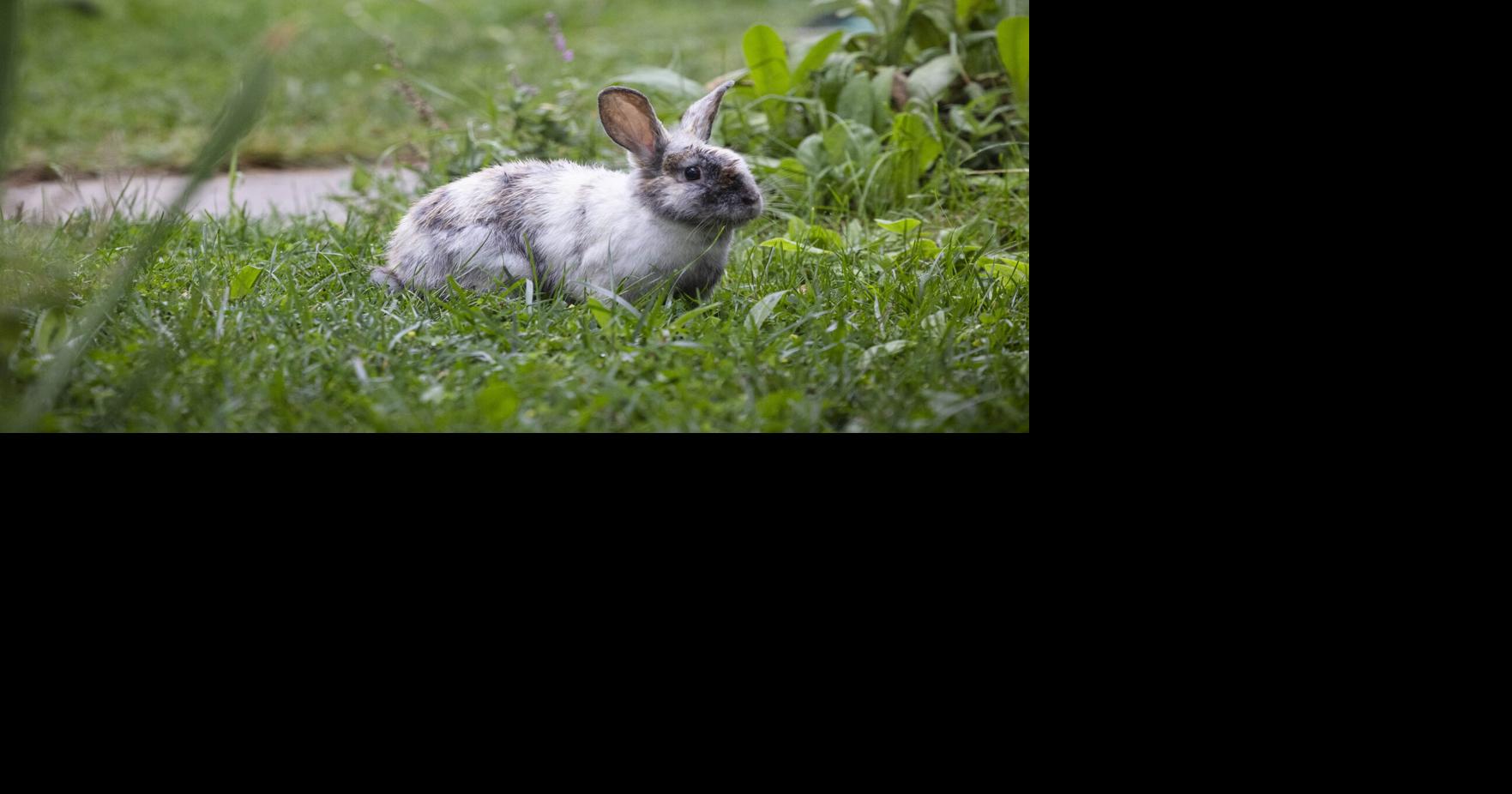 Rodney rabbits: Feral bunnies colonize Helena neighborhood