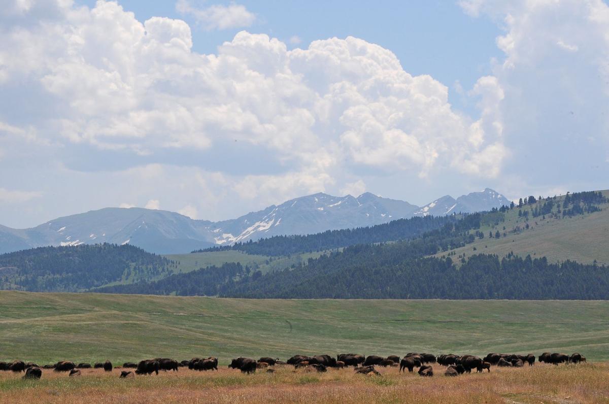 Bison enthusiasts gather at Ted Turner's ranch to celebrate success ...