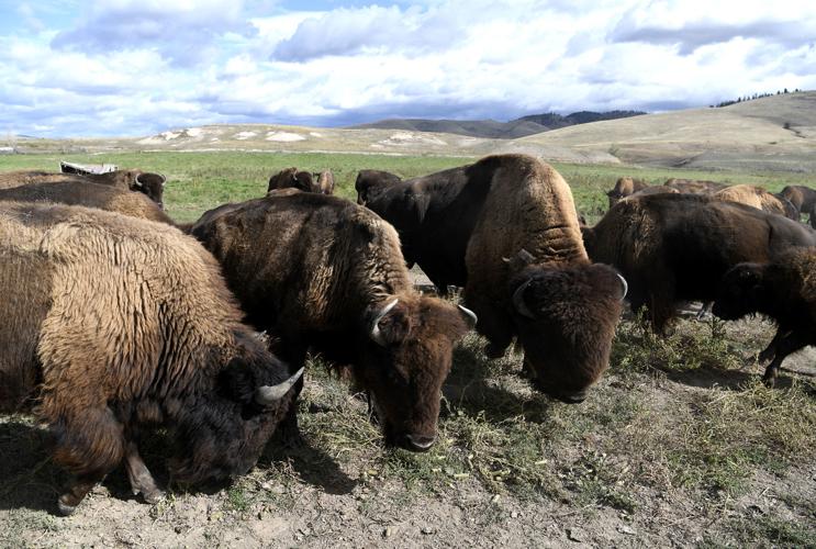 Raising bison: Dixon rancher fulfilling lifelong dream