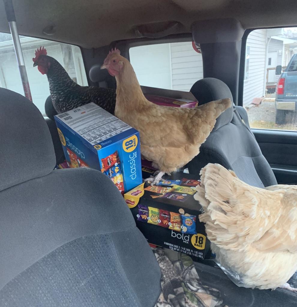 Helena police herald ‘Great Chicken Heist’ arrest
