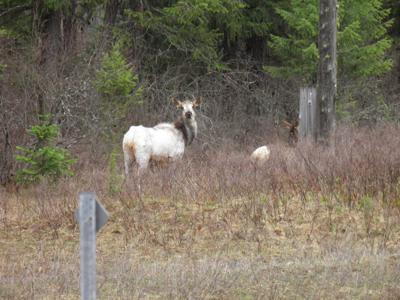 Color bind: Rare white elk faces challenges in the wild
