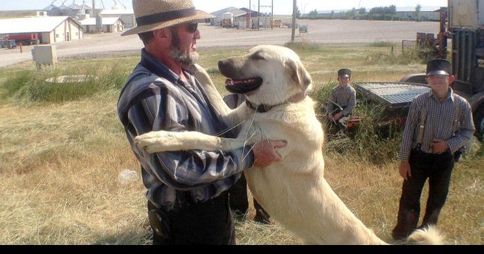 Watching over the flock