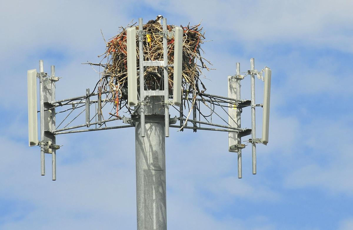 Helena in 75 Objects: 44. Osprey nest on cell tower