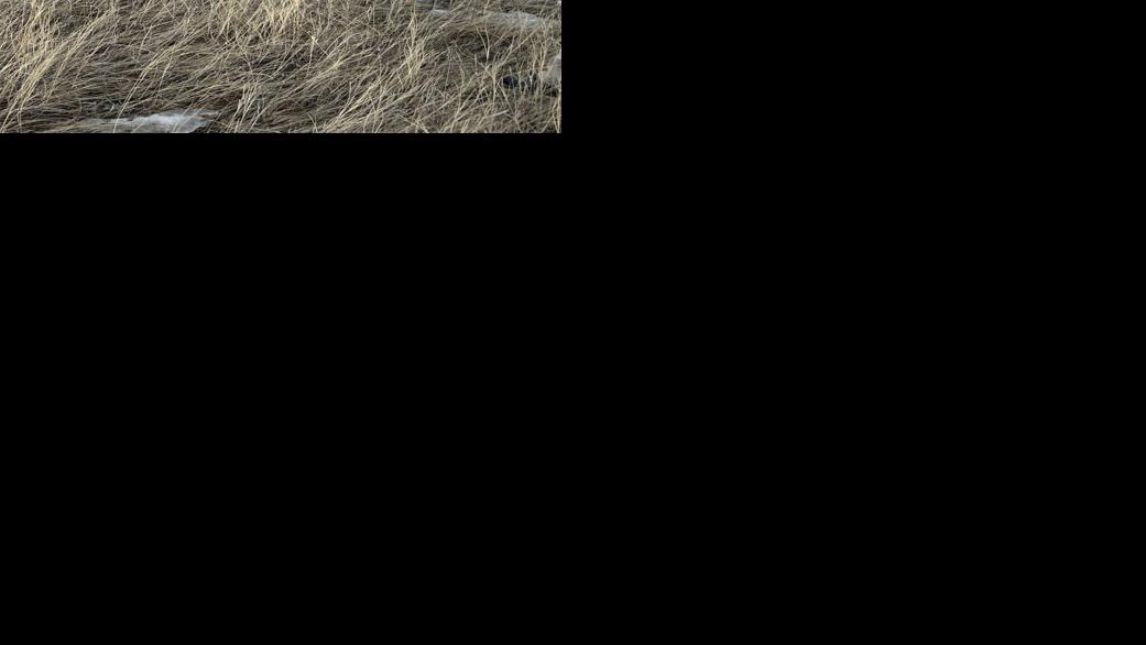 Helena Animal Control saves elk calf tangled in fence