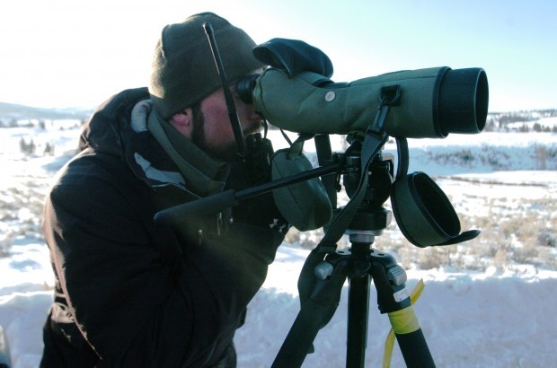 Yellowstone Wolf Project studies interaction of predator, prey