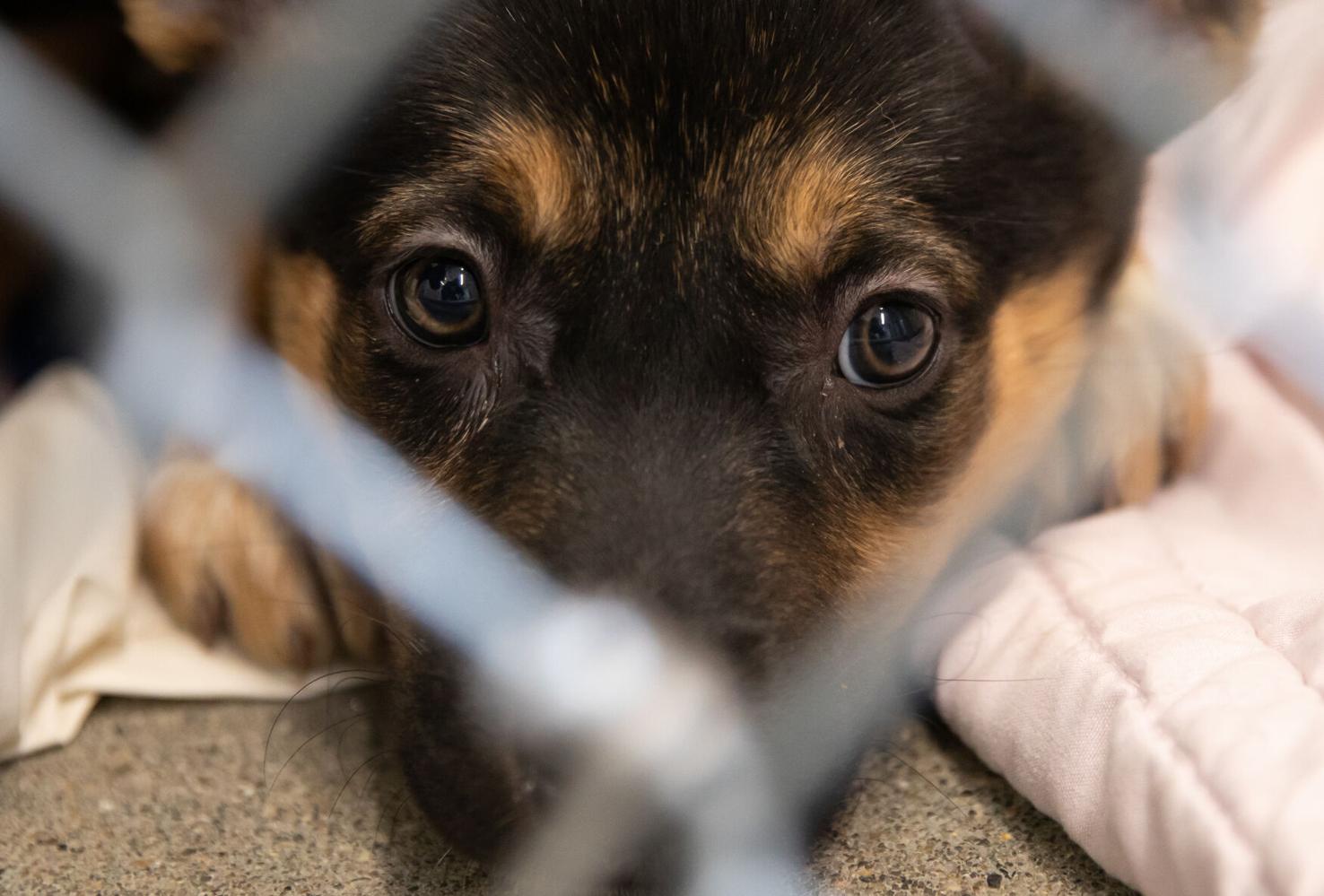 Helena animal shelter hit with influx of dogs
