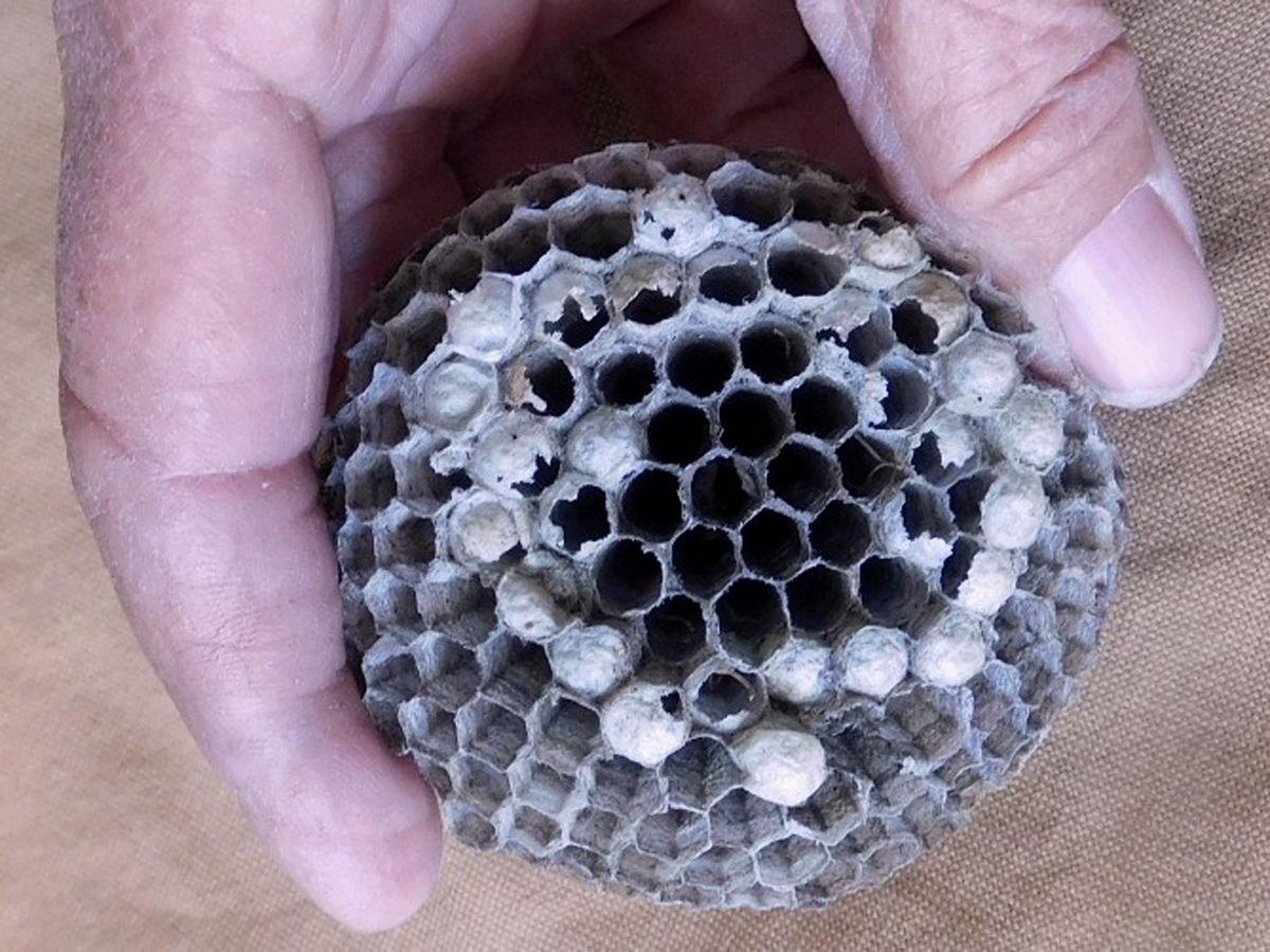 Lyndel column: Wasp encounters of the best and worst kind