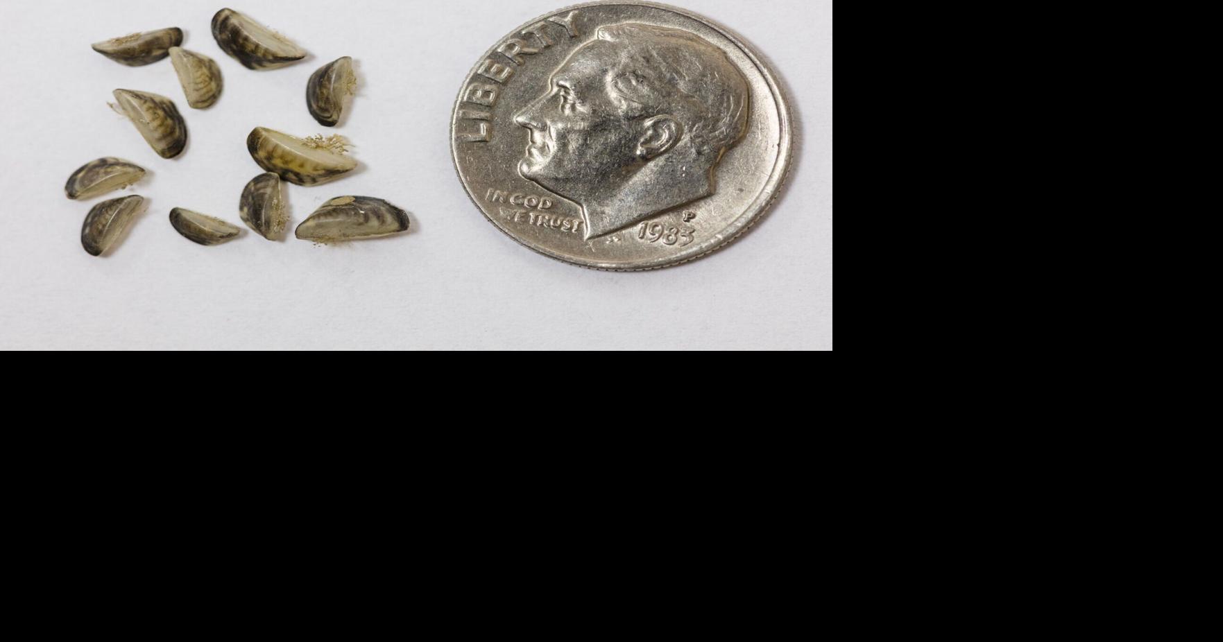 Lake Oahe focus of zebra mussel awareness efforts after confirmed ...