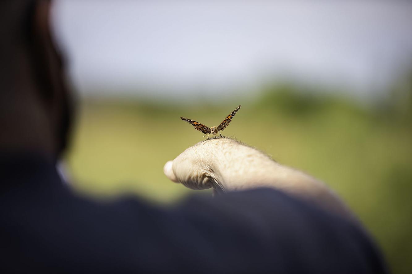 Bereavement and butterflies: Saying goodbye to lost loved ones