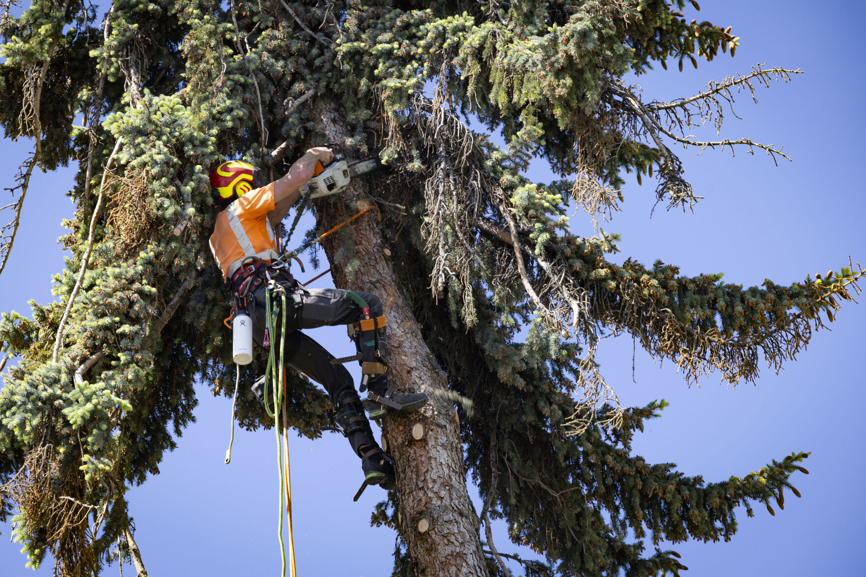 Grandstreet Theatre trees take a bough in Helena