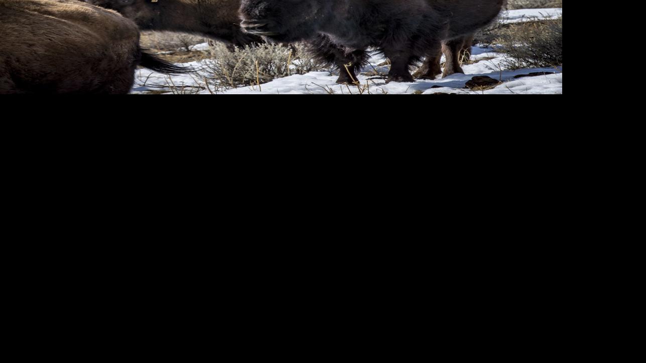 Buffalo jump: Chicago natives leap into new lifestyle as bison ranchers ...
