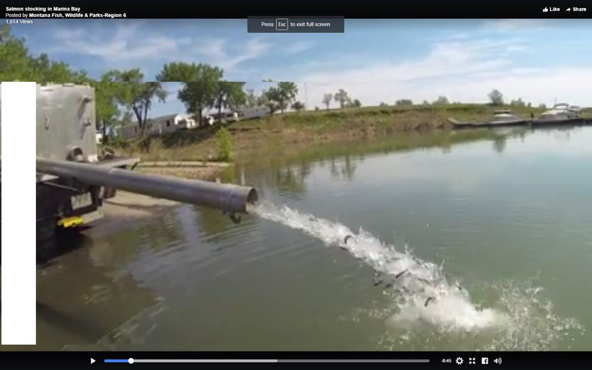 Check out this video of FWP stocking Chinook salmon into Fort Peck ...