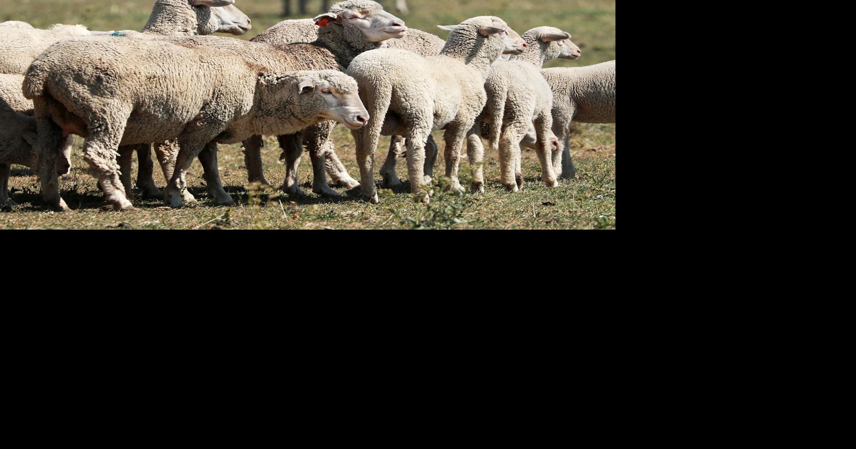 Livestock board pays Helena-area rancher $11K for 45 sheep killed by ...