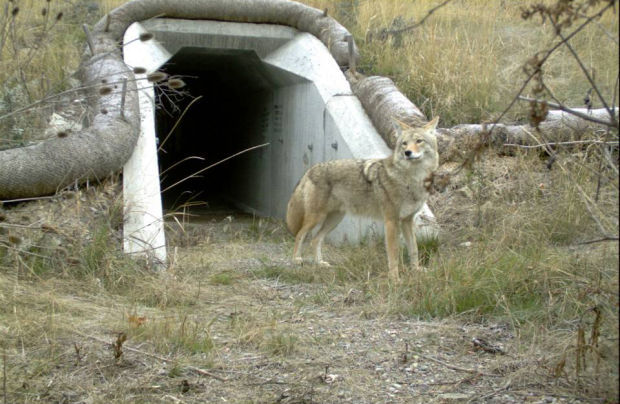 Research on Highway 93 wildlife crossings nearly complete