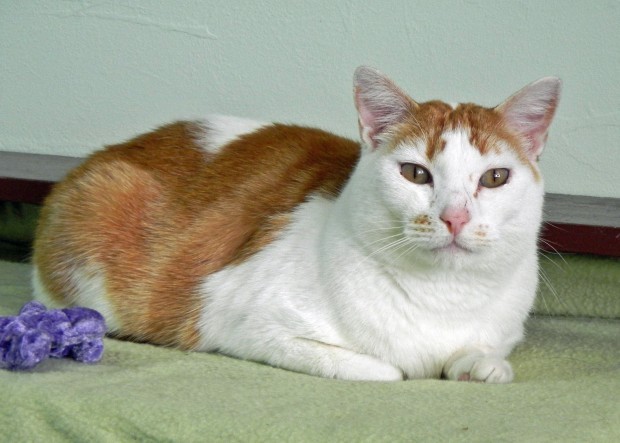 Kipper, a cat whose time is now