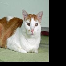 Kipper, a cat whose time is now