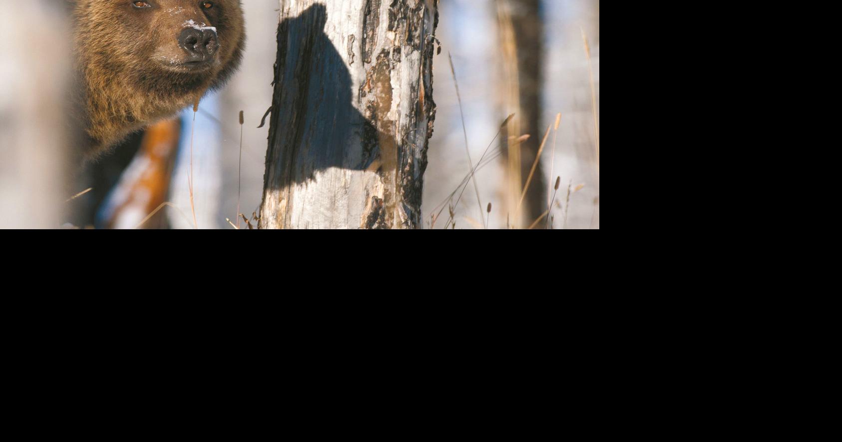 Tenacious Beasts: New book explores the fate of wild animals in a human ...