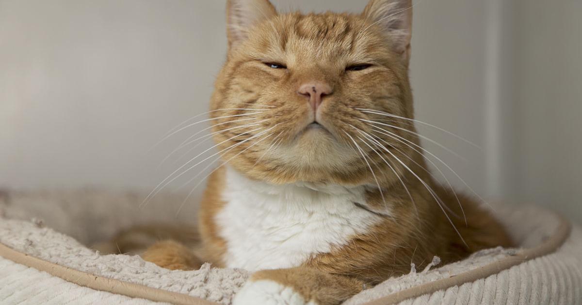 Pet of the Week:Downward dog, cat pose; relax with Brody at Cats on Mats