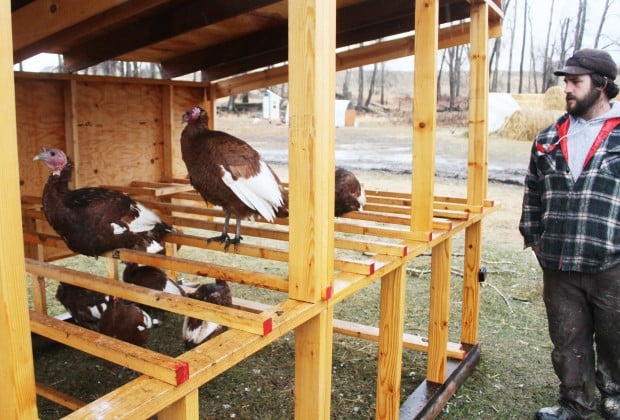Victor-area farm's free-range heritage turkeys sell fast