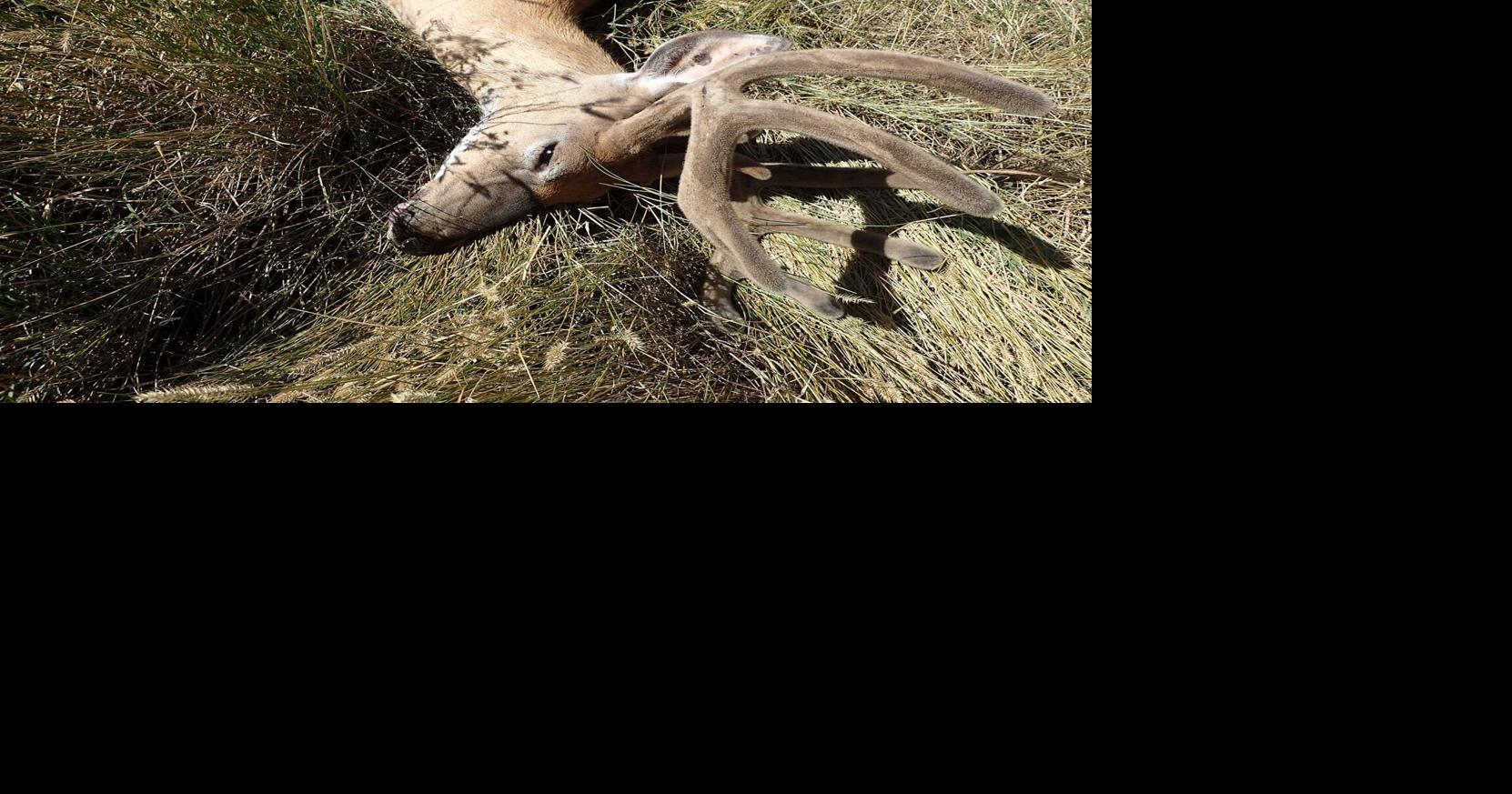 Commission caps white-tailed doe tags in NE Montana