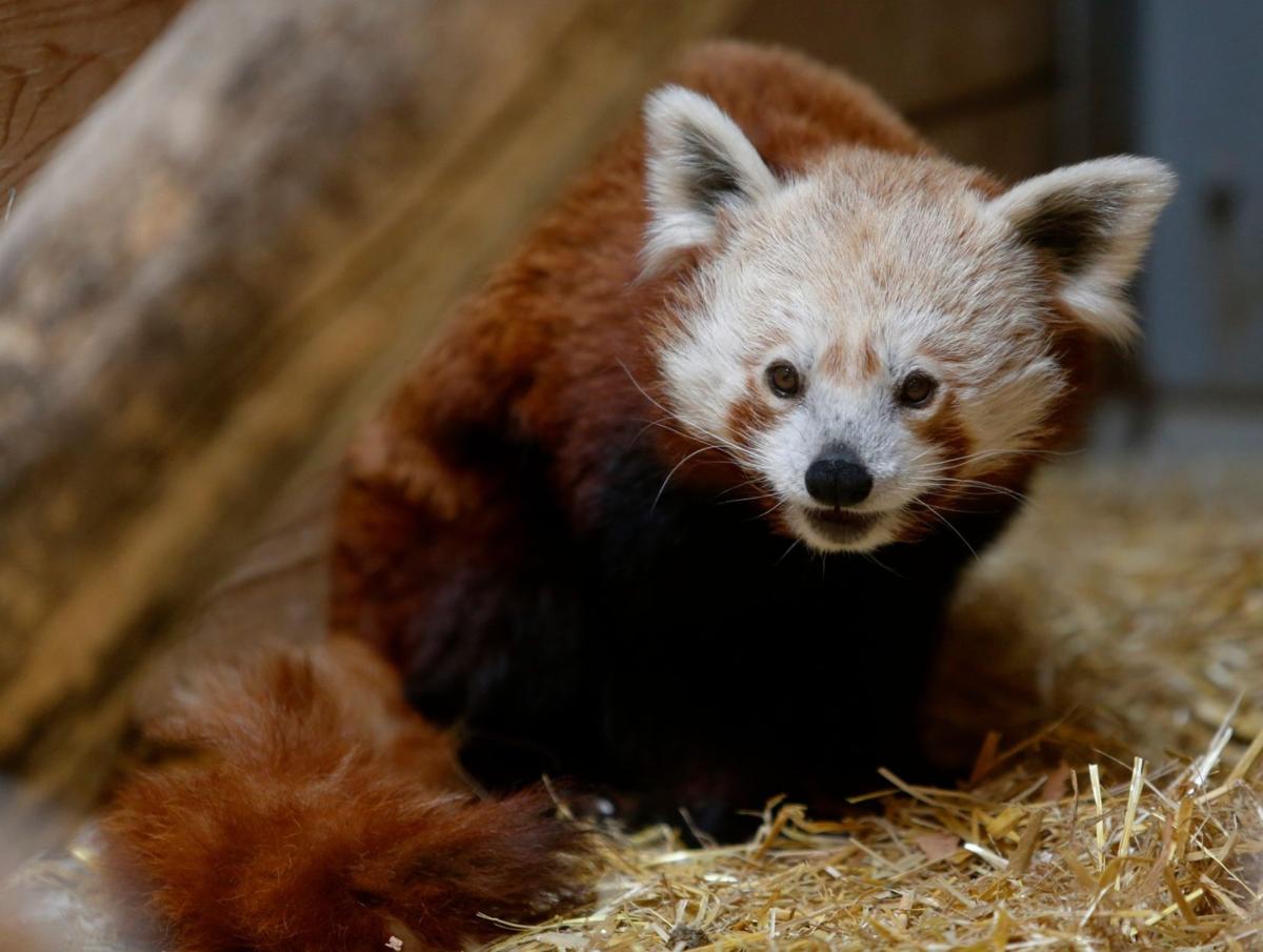 ZooMontana welcomes 4th red panda; volunteers raise bamboo