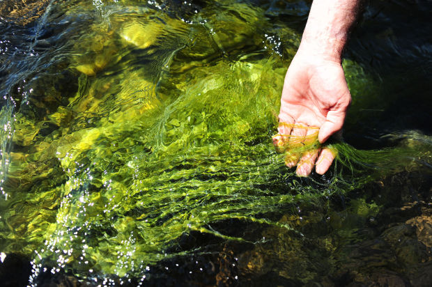 Gallery: Algae blooms in Gold Creek | Local | helenair.com
