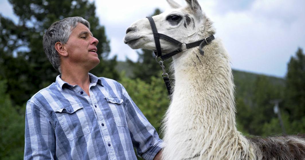 Llama nirvana: Hunter champions 'the best-kept secret in the backcountry'