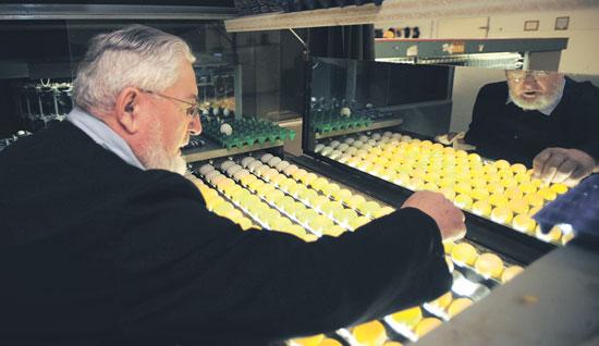 Hutterites’ chickens produce 18,000 eggs a day