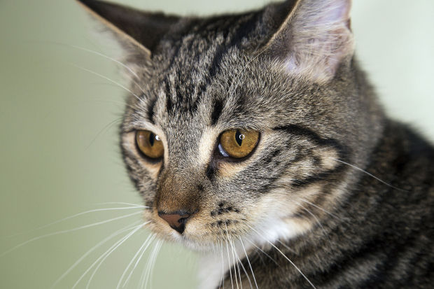 Tigger, an 8-month old cat, has both spunk and charm