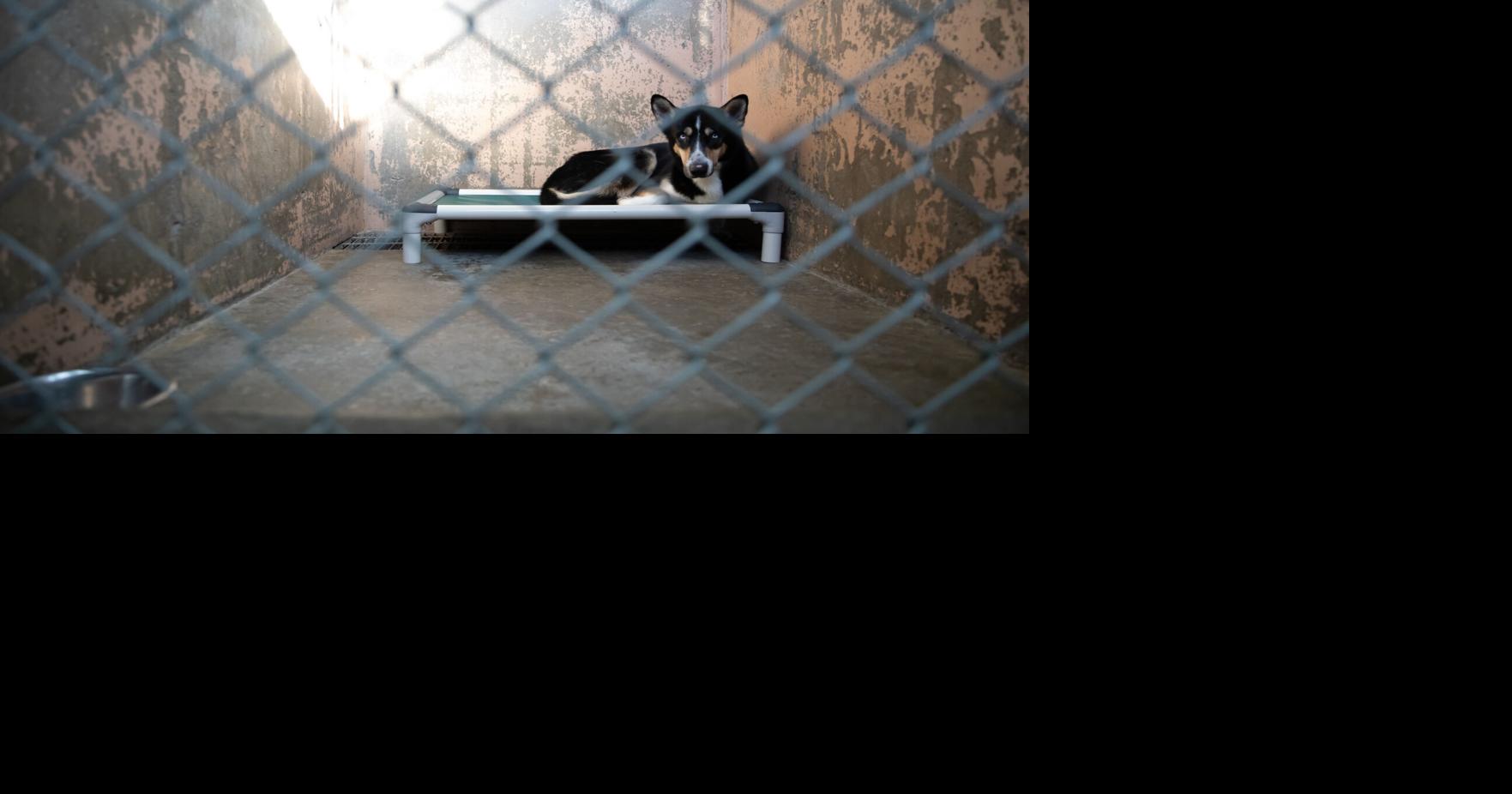 Lewis and Clark Humane Society houses 32 dogs recovered