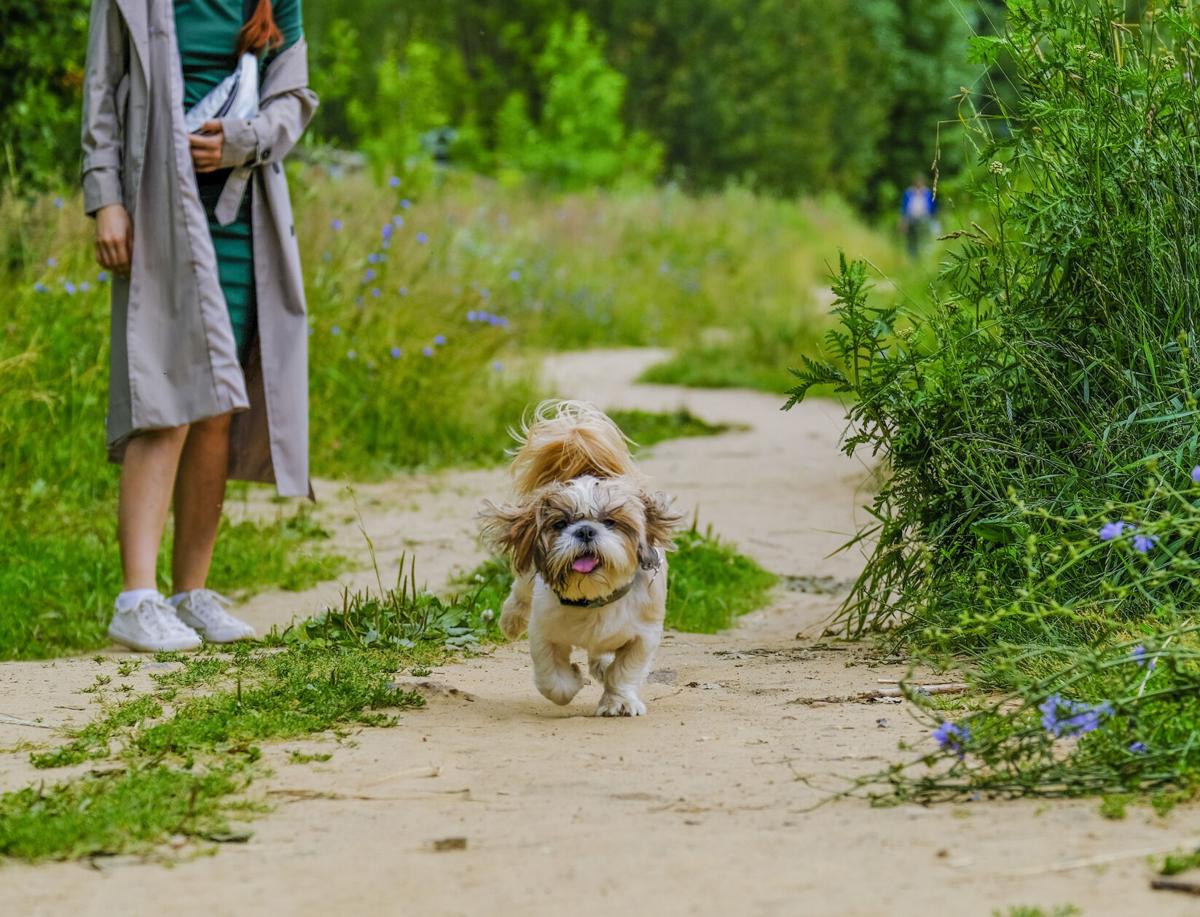 My Pet World: How do I get my dog to relieve himself in the backyard?