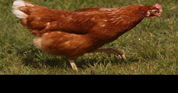 BSB official: Time is right for Butte chicken ordinance