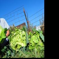 One colossal cabbage