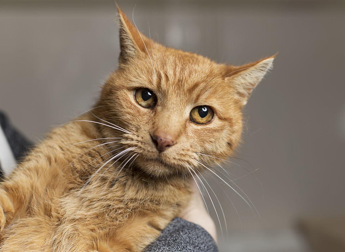 Pet of the Week: Sweet Carl ready to relax in his forever home