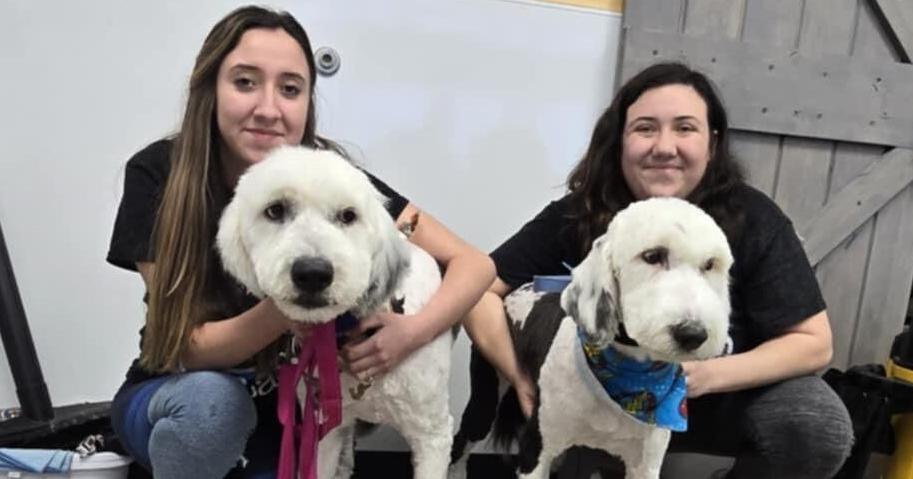 Helena's Dee-O-Gee donates grooming to help 2 dogs