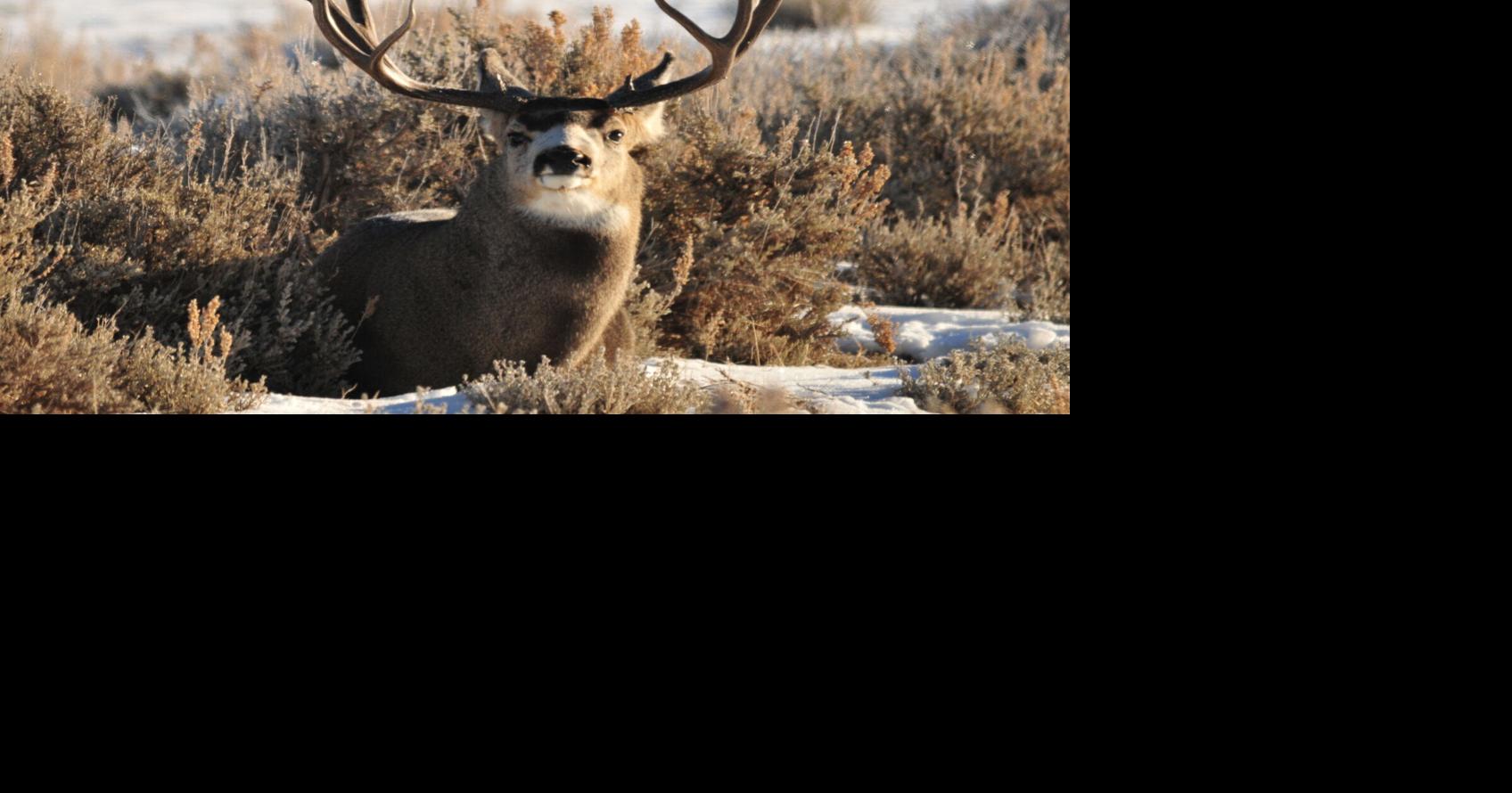 Montana BHA raises record dollars for mule deer