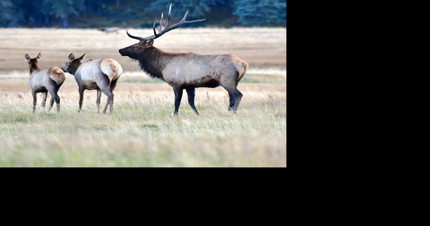 MT suspects charged for Elkhorn Mountains poaching spree