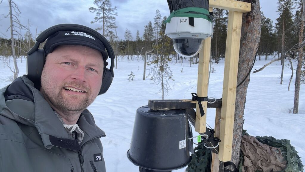 Sweden’s epic moose migration captured on camera