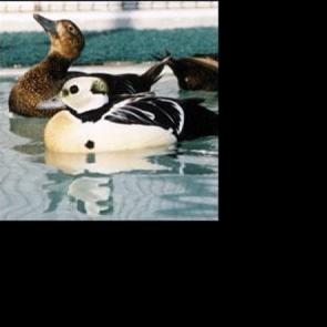 Researchers try to breed rare ducks