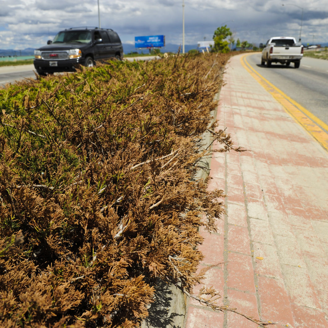 Sudden wintry weather contributed to evergreen damage