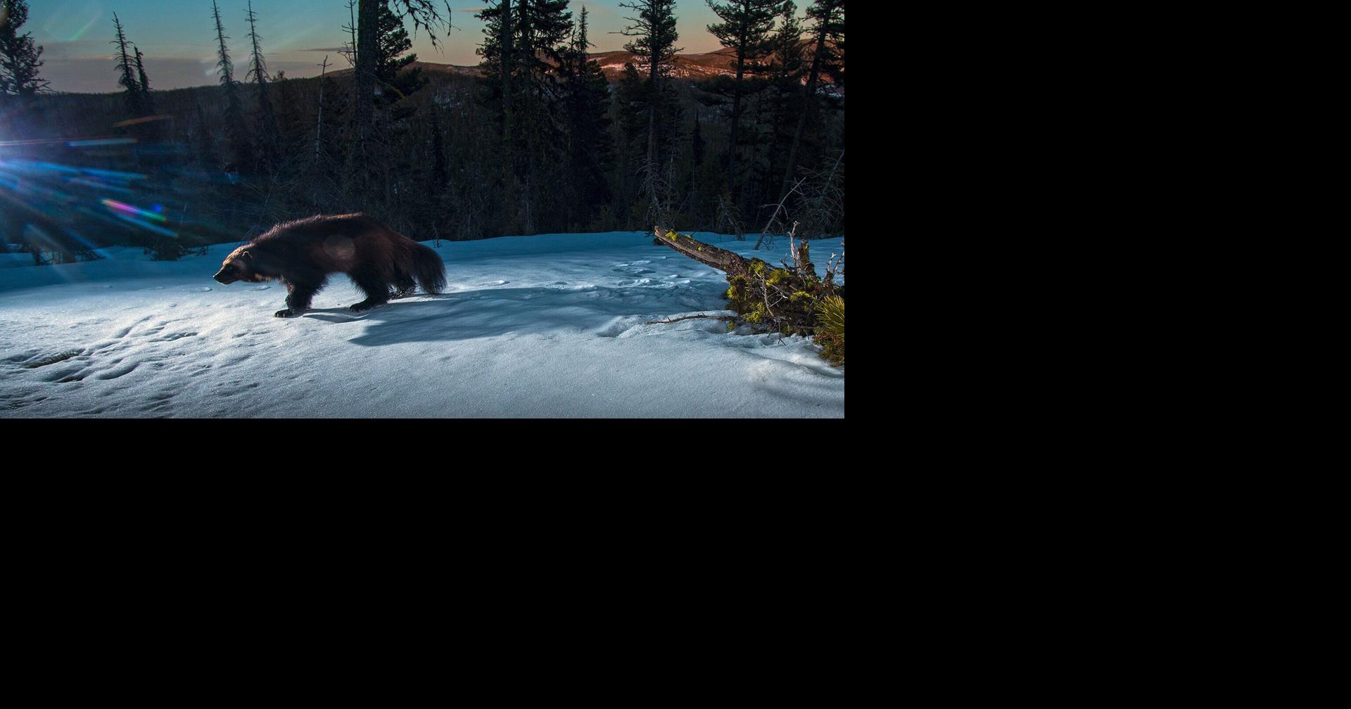 Derek Goldman: anniversary of the Endangered Species Act