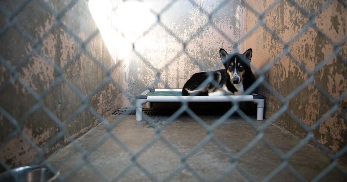Huskies in animal cruelty case up for adoption in Helena