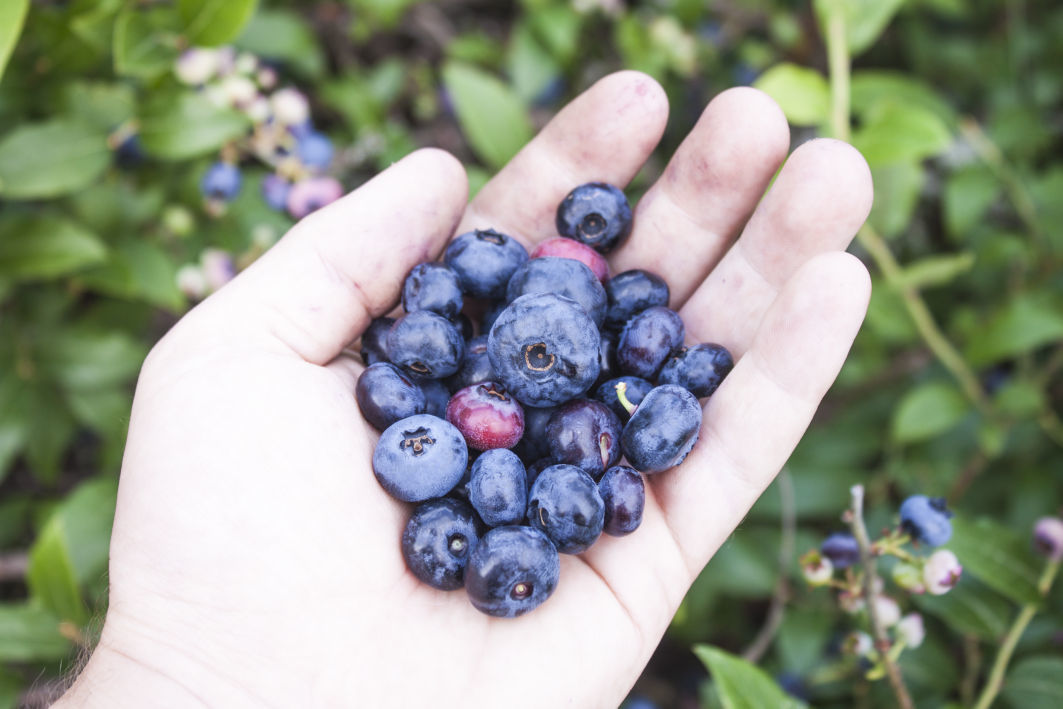 Huckleberries ripening up across western Montana