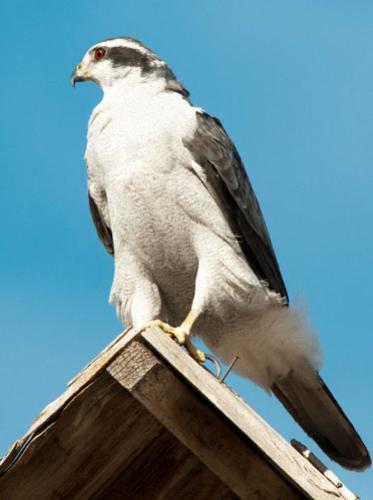 goshawk return norfolk