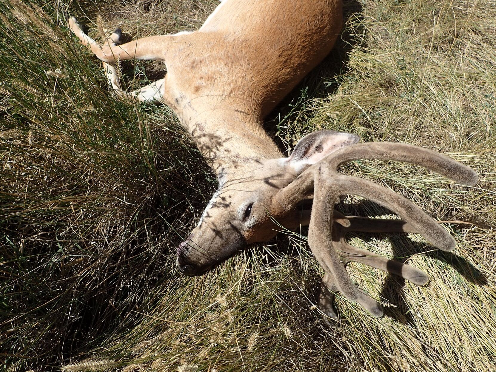 Commission caps white-tailed doe tags in NE Montana