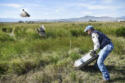 Prison pheasants: Inmate-raised game birds released as part of new ...