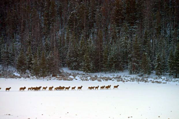 'Like spokes on a wheel': Researchers map elk migrations in Greater ...