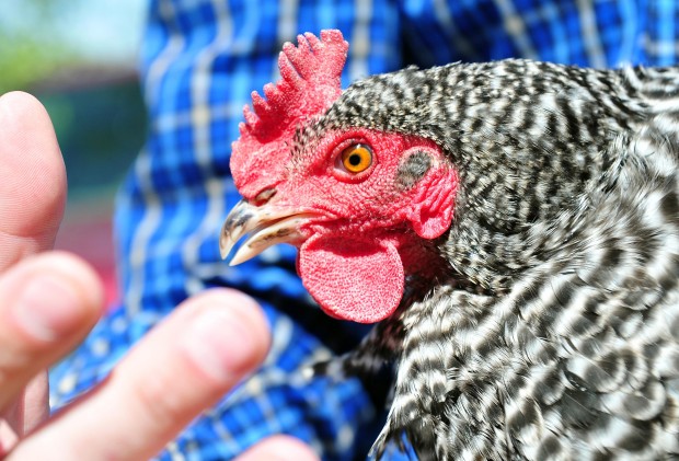 Poultry judging is more than just chicken scratch