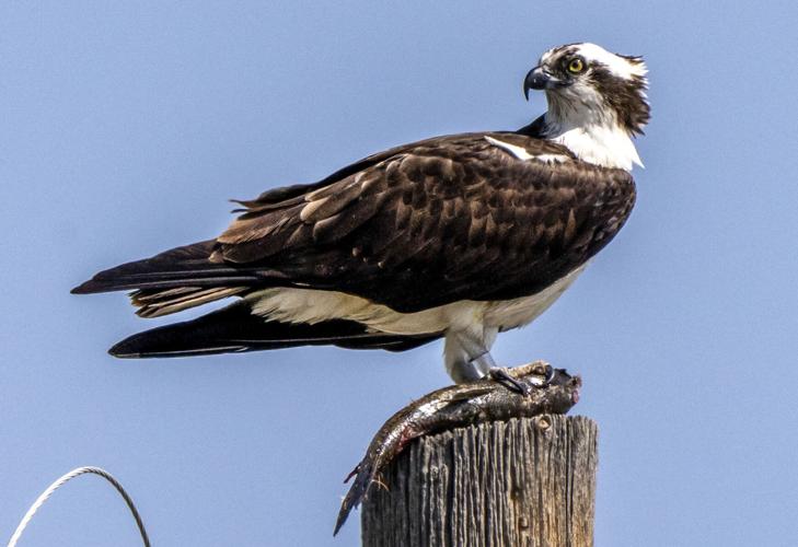 Montana Osprey reemerges 8 years after being tagged as chick
