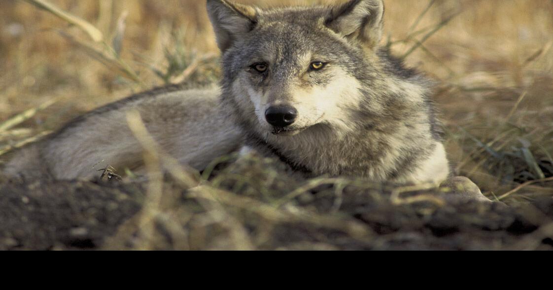 Montana wolf hunt success dips despite longer seasons, new methods